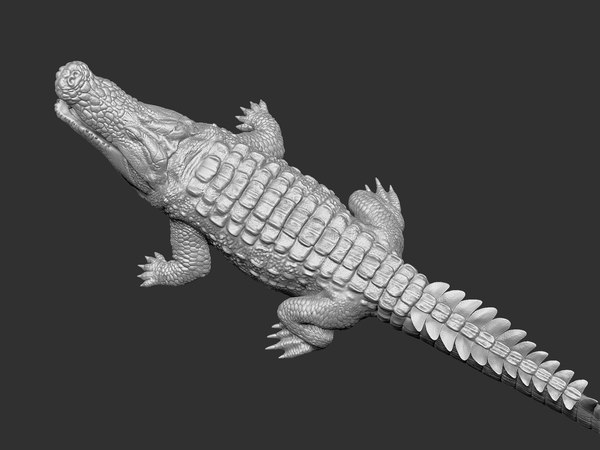Crocodile 3D model - TurboSquid 1821506