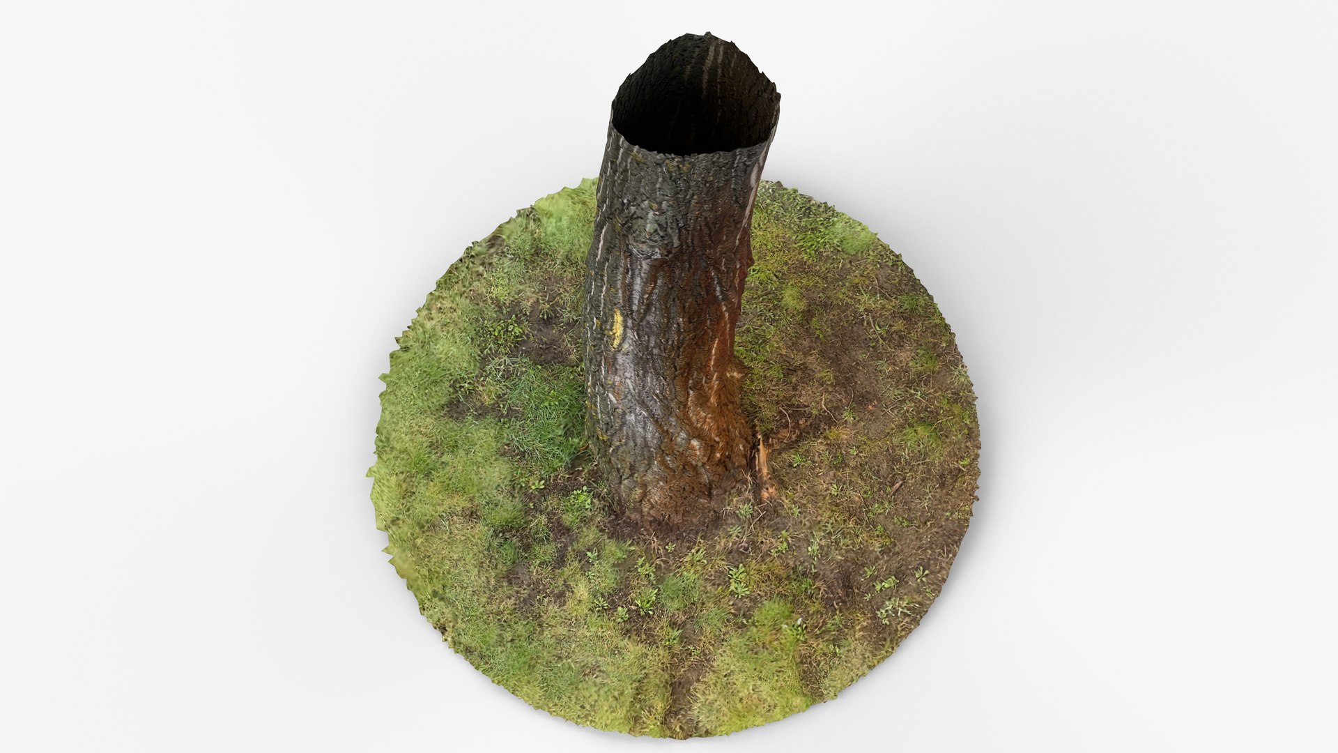 Photorealistic 3D Scan Of Tree Trunk 3D - TurboSquid 2387469