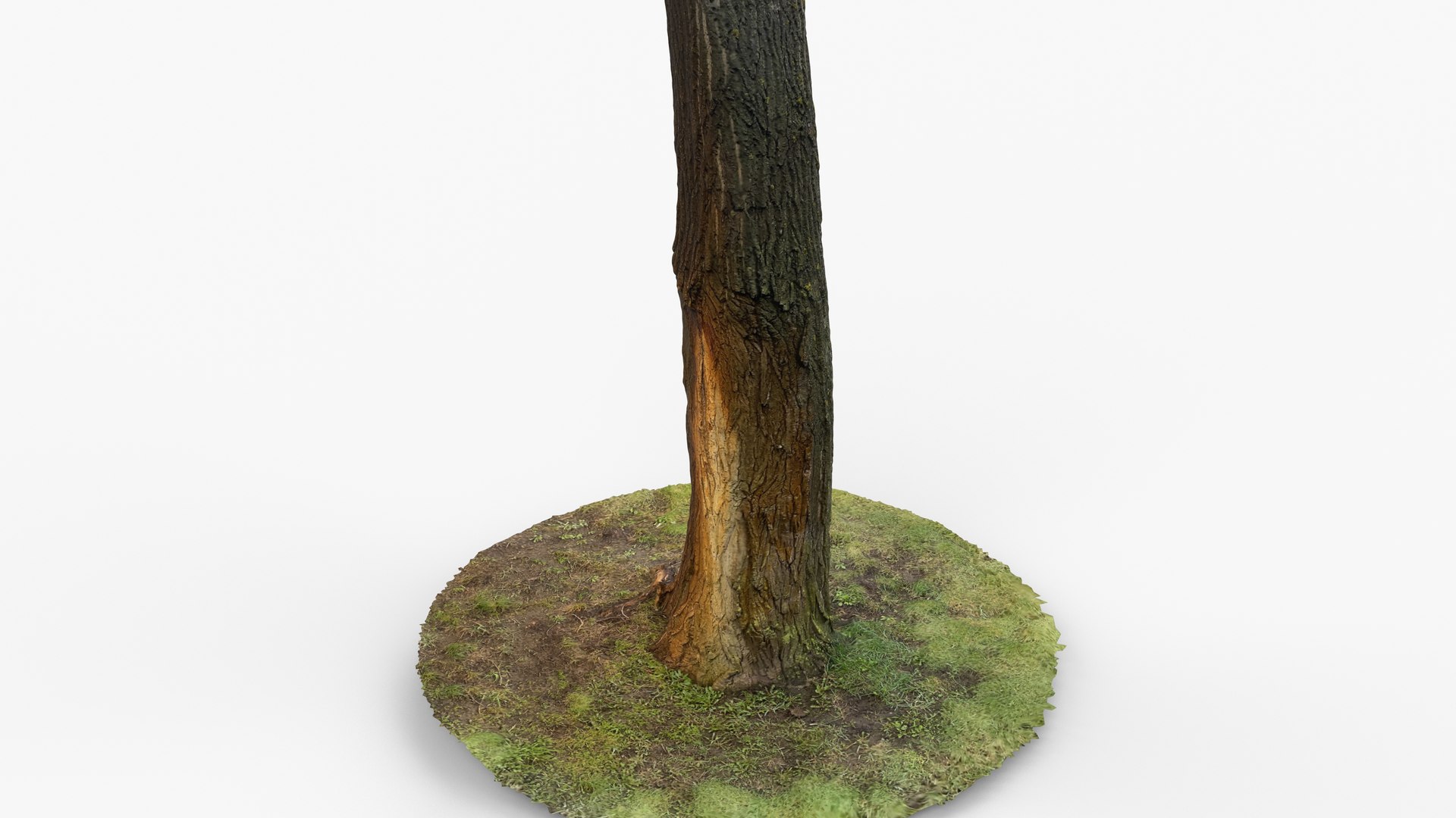 Photorealistic 3D Scan Of Tree Trunk 3D - TurboSquid 2387469