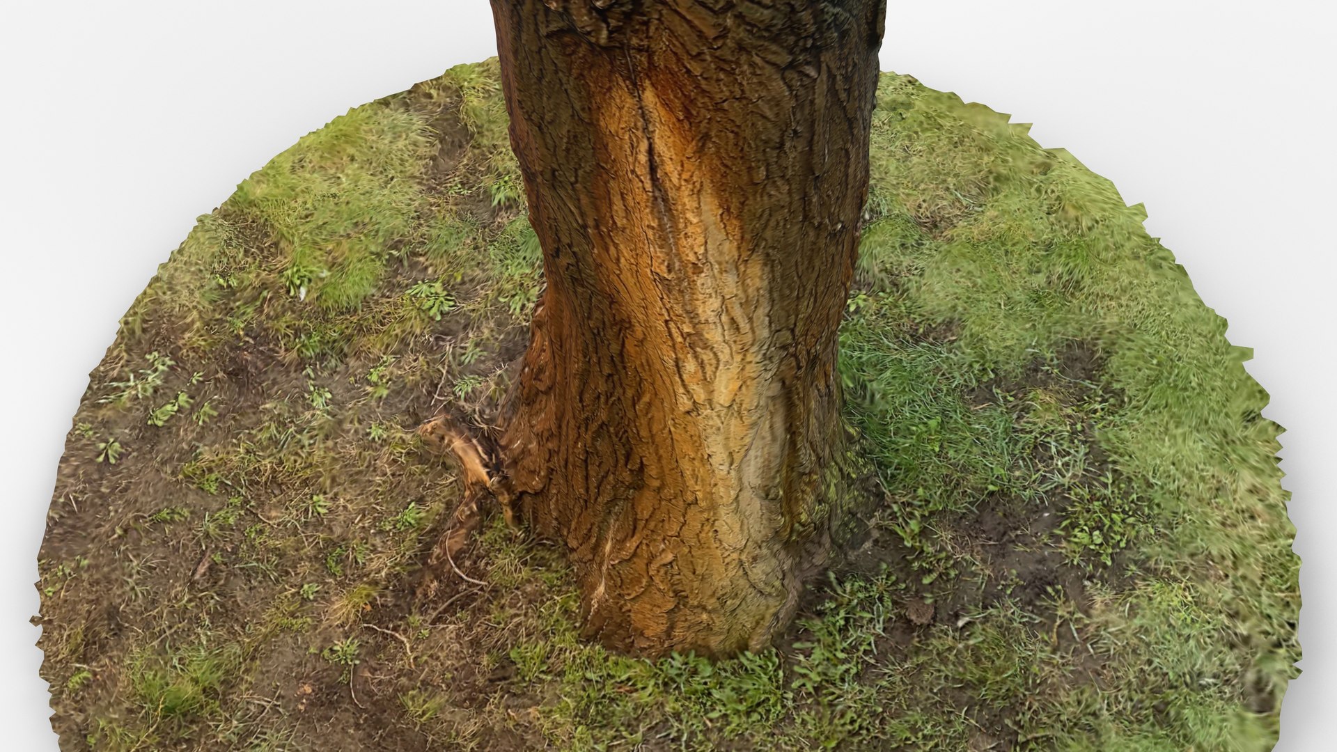 Photorealistic 3D Scan Of Tree Trunk 3D - TurboSquid 2387469