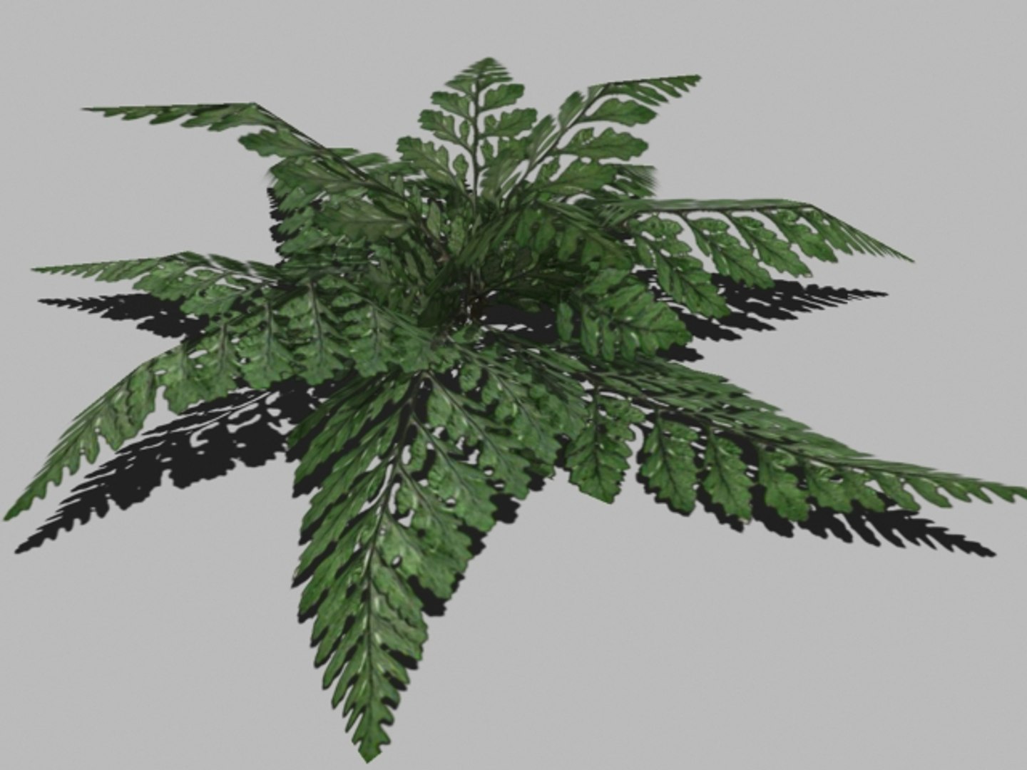 Fern Decoration Max