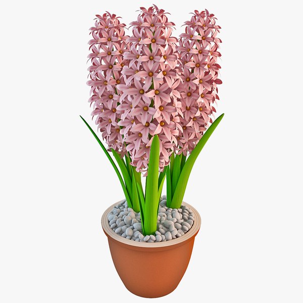 Hyacinth 3D Models for Download | TurboSquid