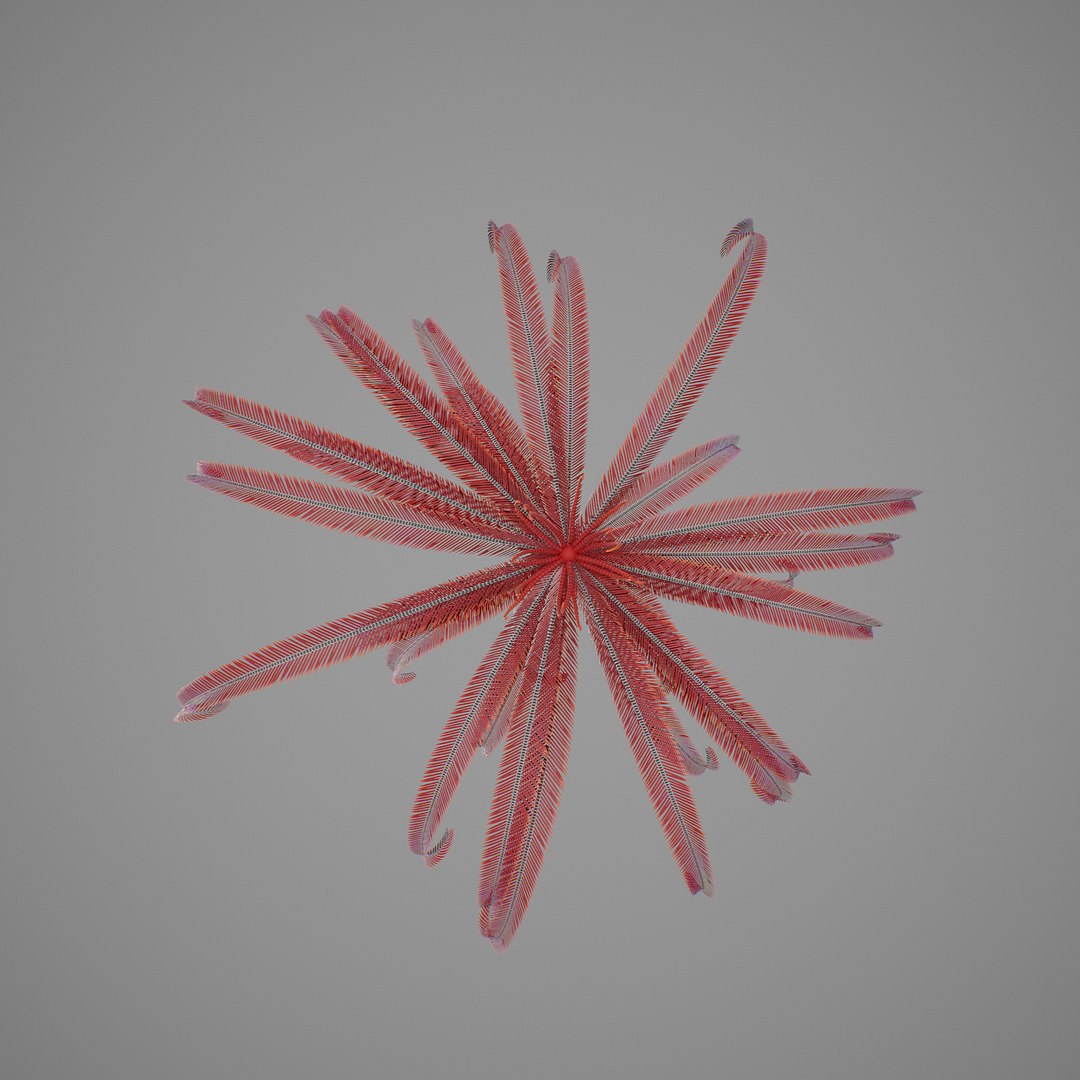 Crinoid V2 3D Model - TurboSquid 1738653