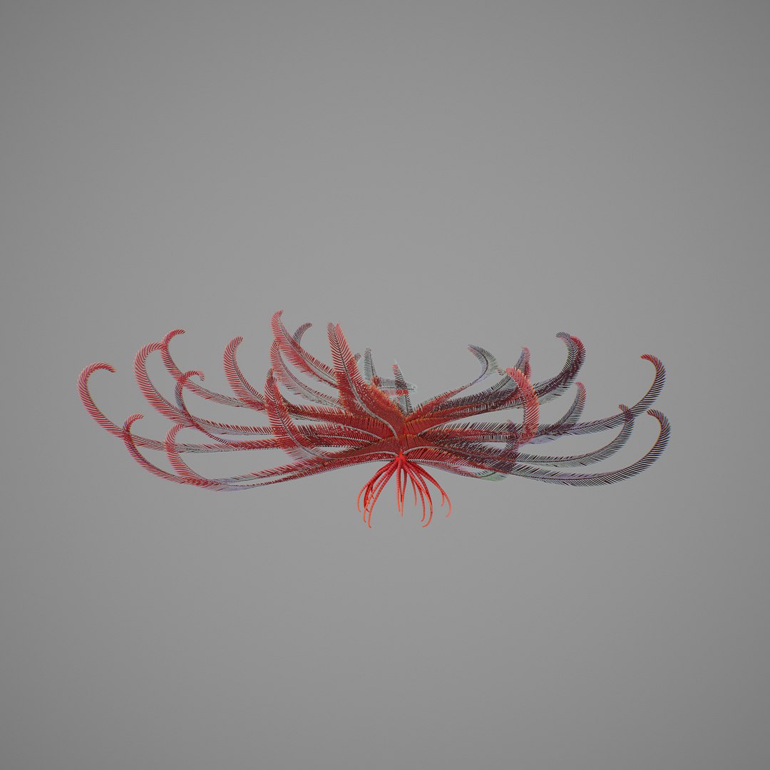 Crinoid V2 3D Model - TurboSquid 1738653