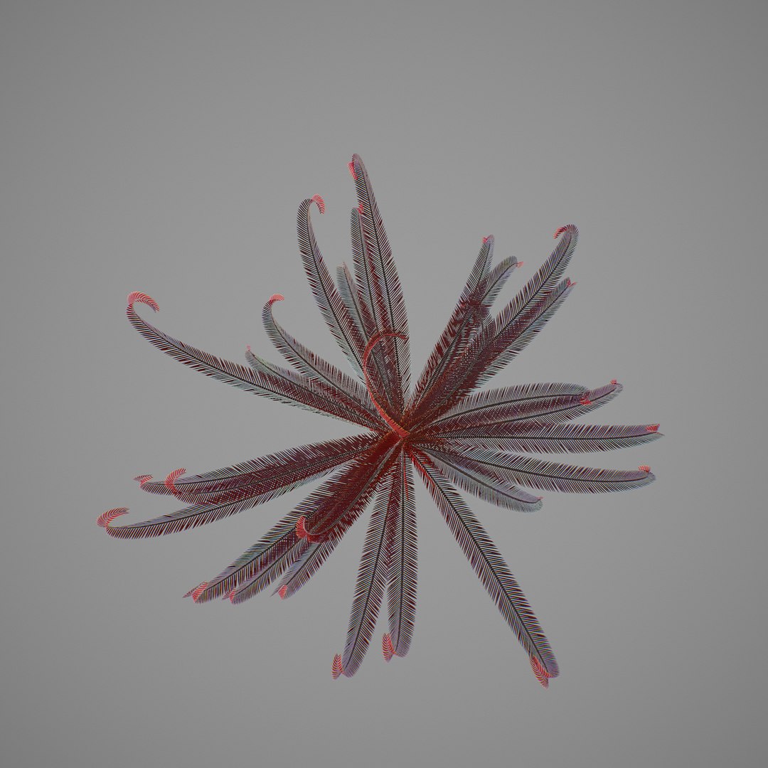 Crinoid V2 3D Model - TurboSquid 1738653