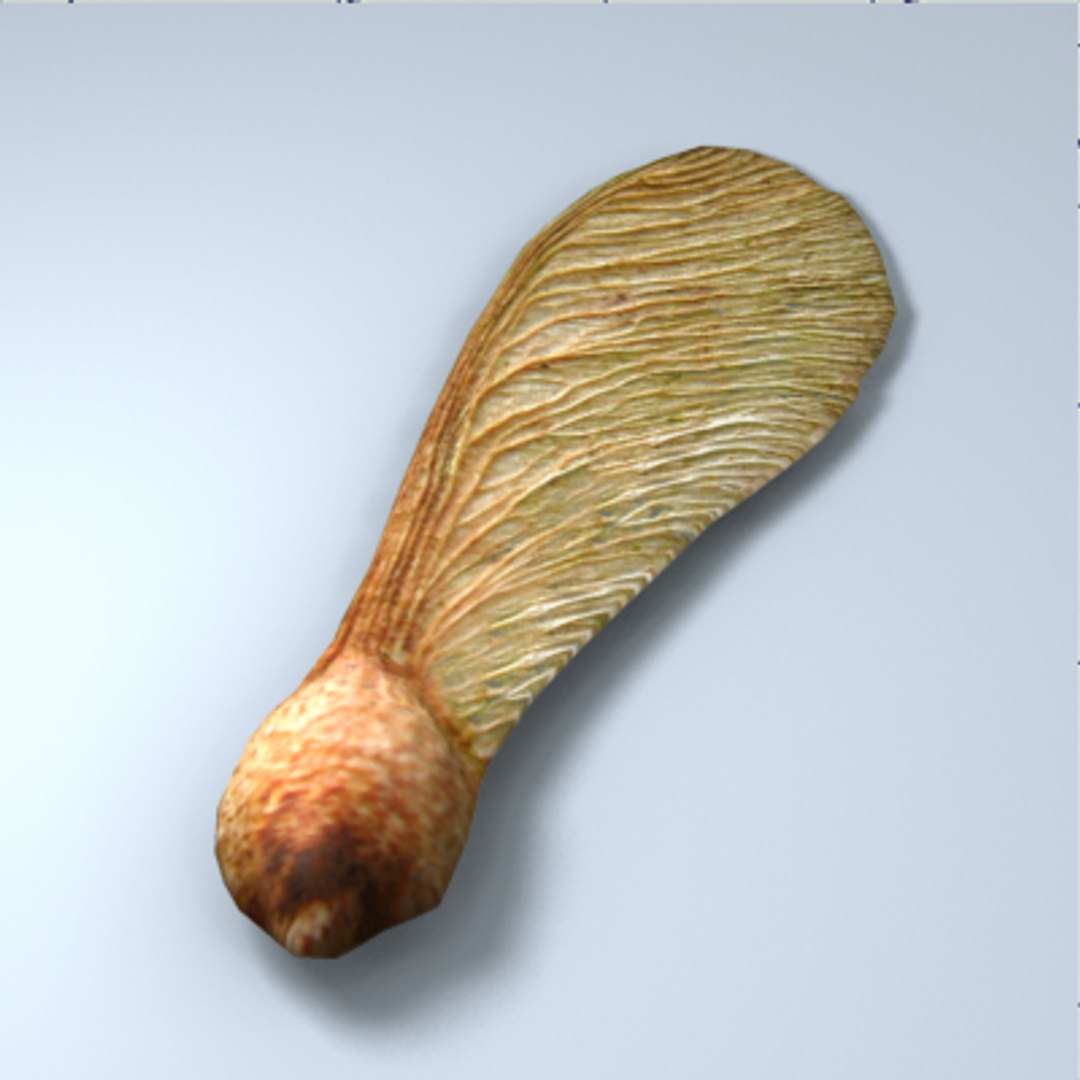 Sycamore Seed 3d Model