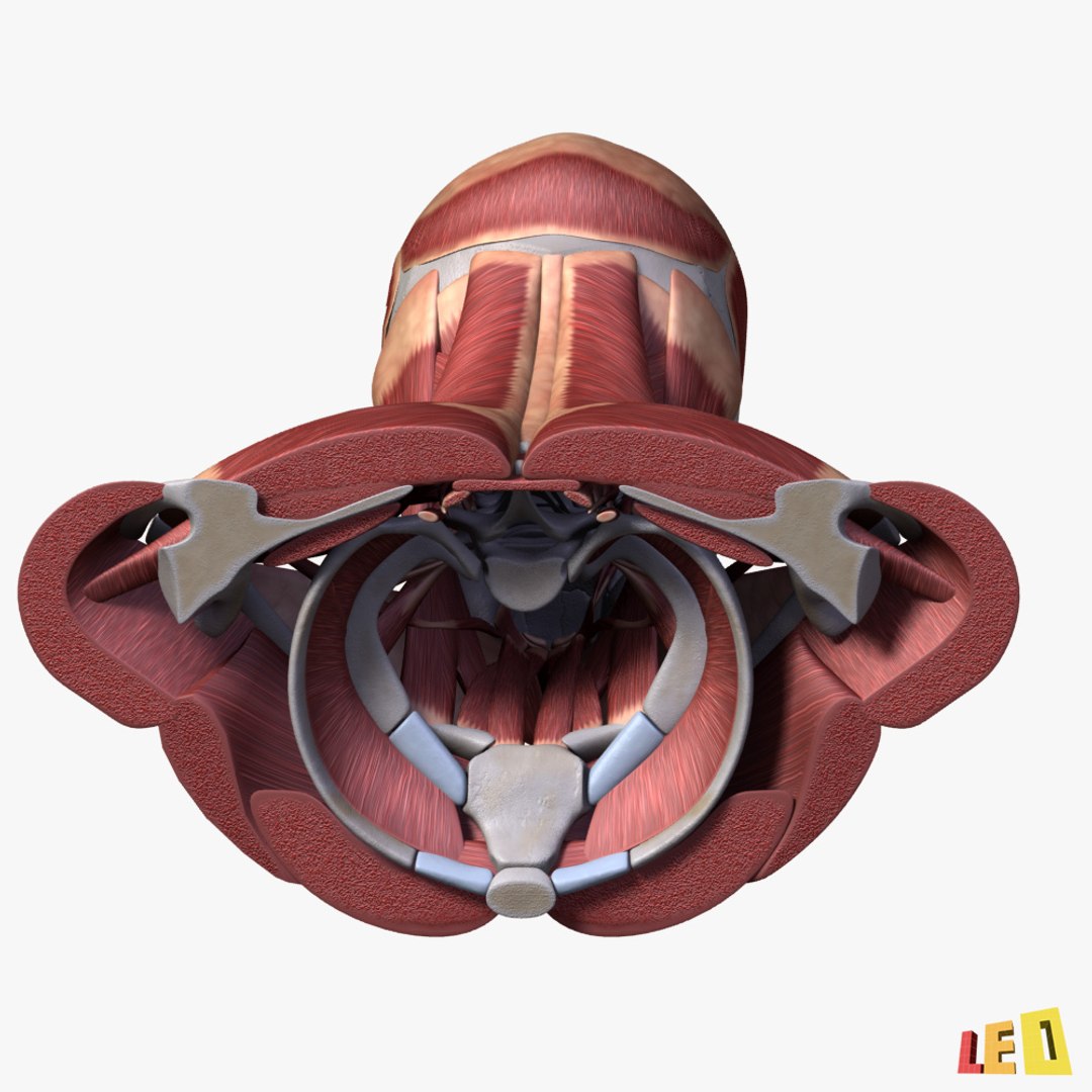 head anatomy skeleton musculature max