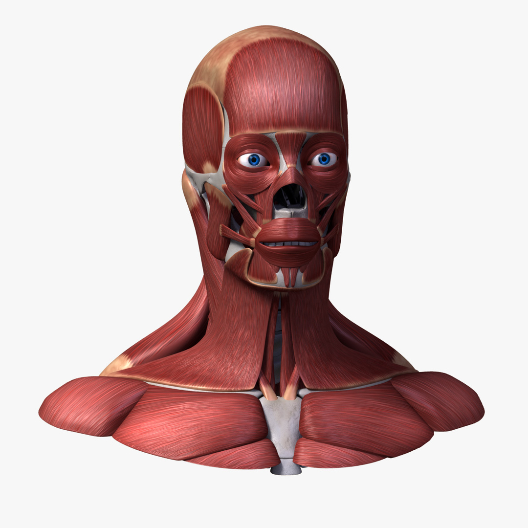 head anatomy skeleton musculature max