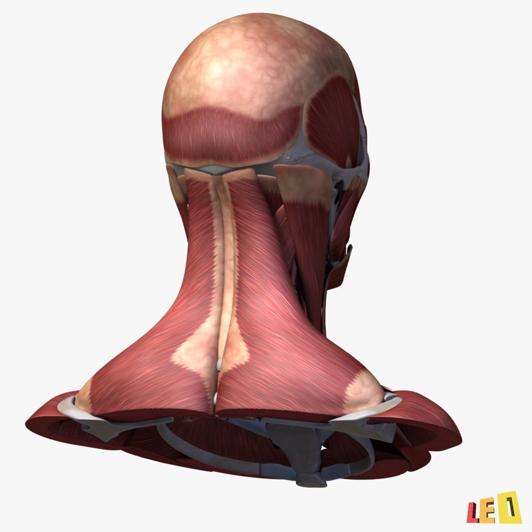 head anatomy skeleton musculature max