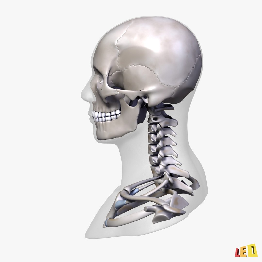 head anatomy skeleton musculature max