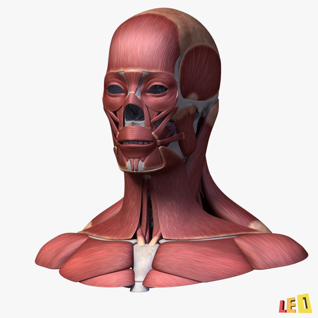 head anatomy skeleton musculature max