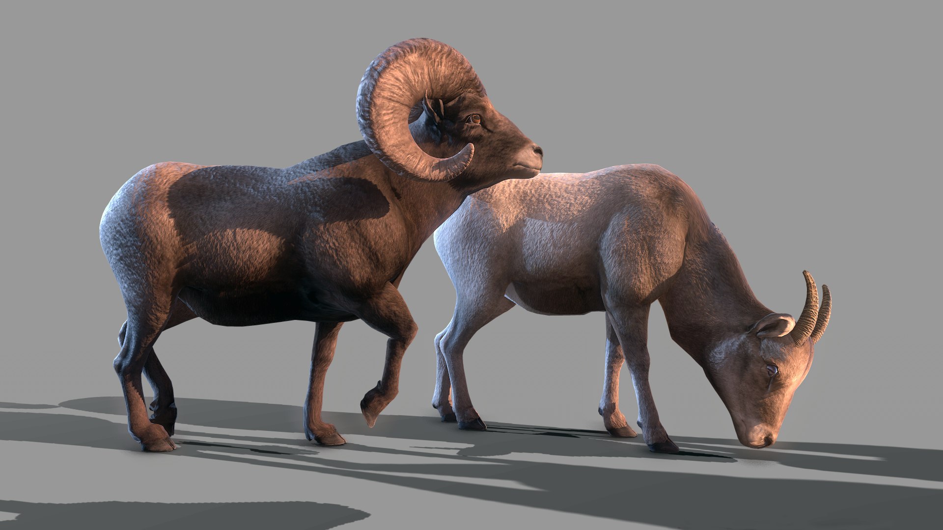 Wild sheep female male Low-poly model - TurboSquid 1860825