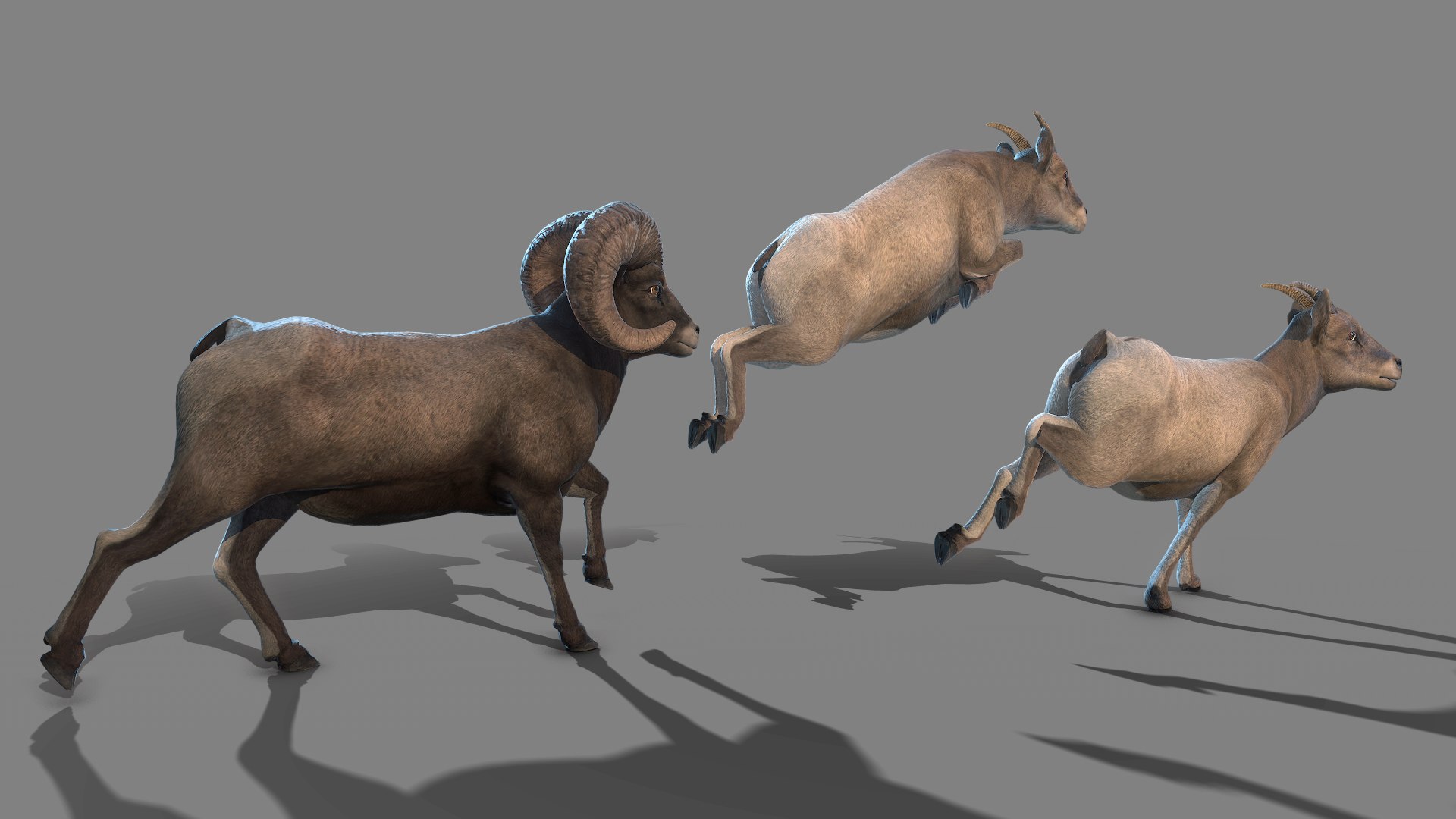 Wild sheep female male Low-poly model - TurboSquid 1860825
