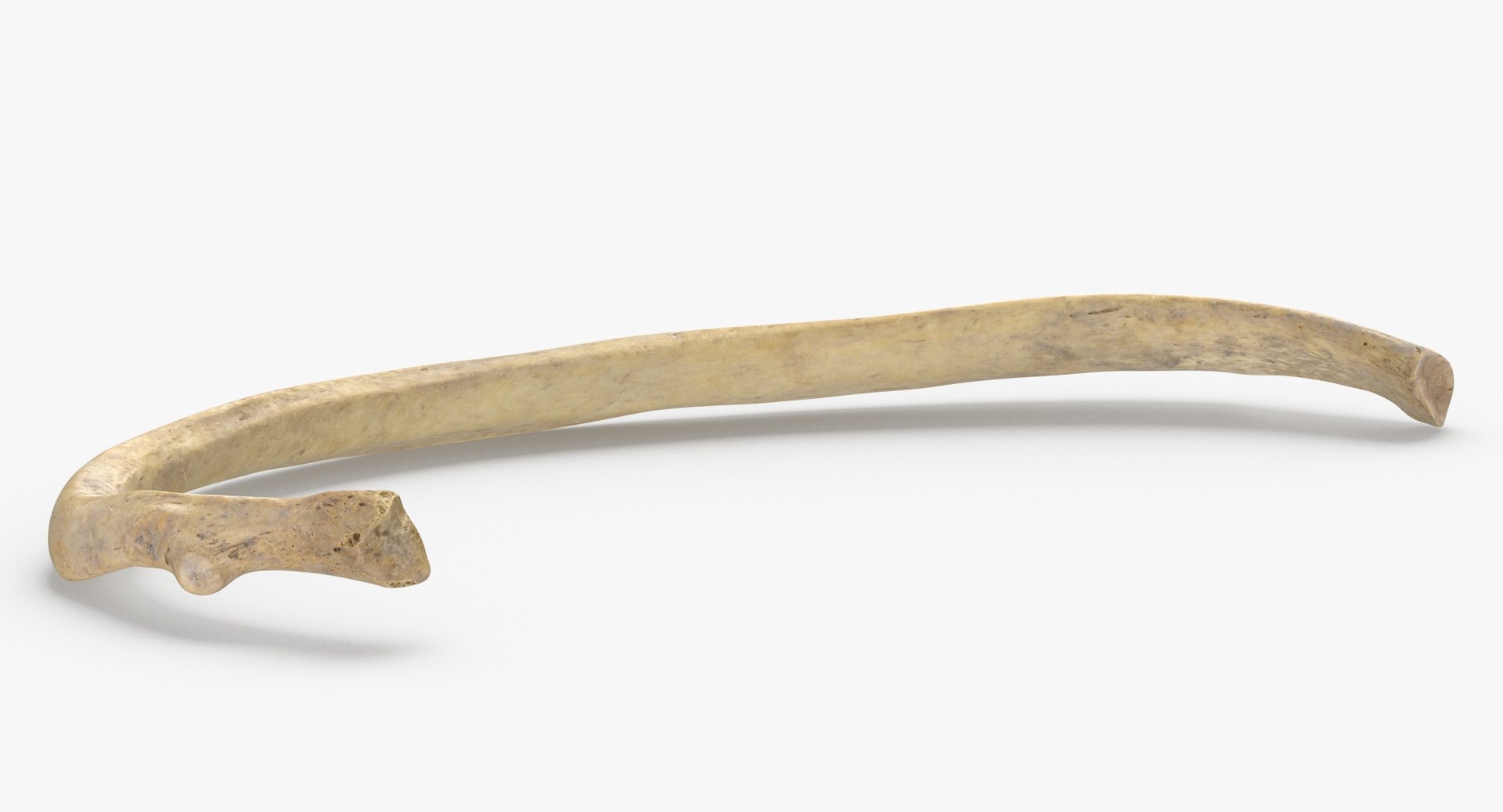 3D Model Costae Verae True Rib - TurboSquid 1571509