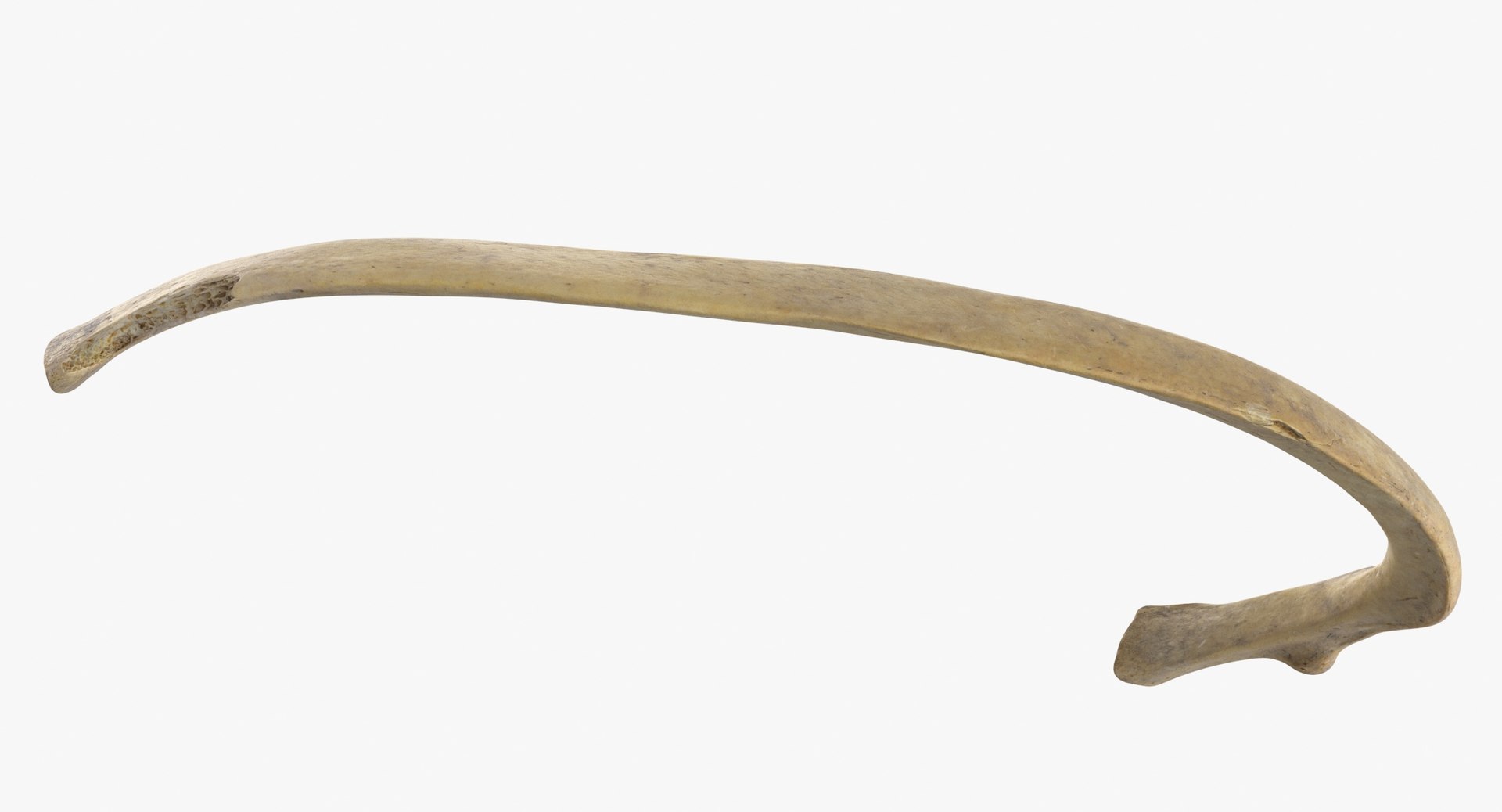 3D Model Costae Verae True Rib - TurboSquid 1571509