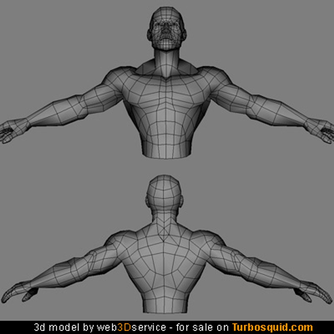 Heroic Male Torso Character 3d Model