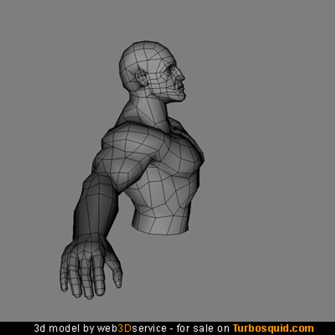 Heroic Male Torso Character 3d Model