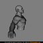 Heroic Male Torso Character 3d Model