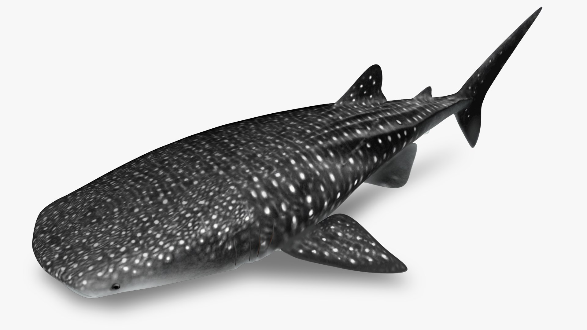 3D Whale Shark Model - TurboSquid 1798130