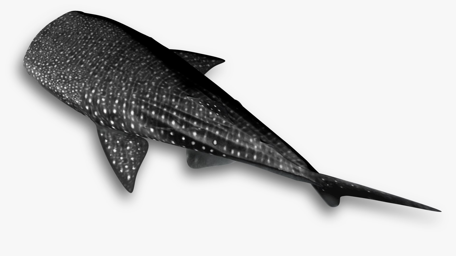 3D Whale Shark Model - TurboSquid 1798130