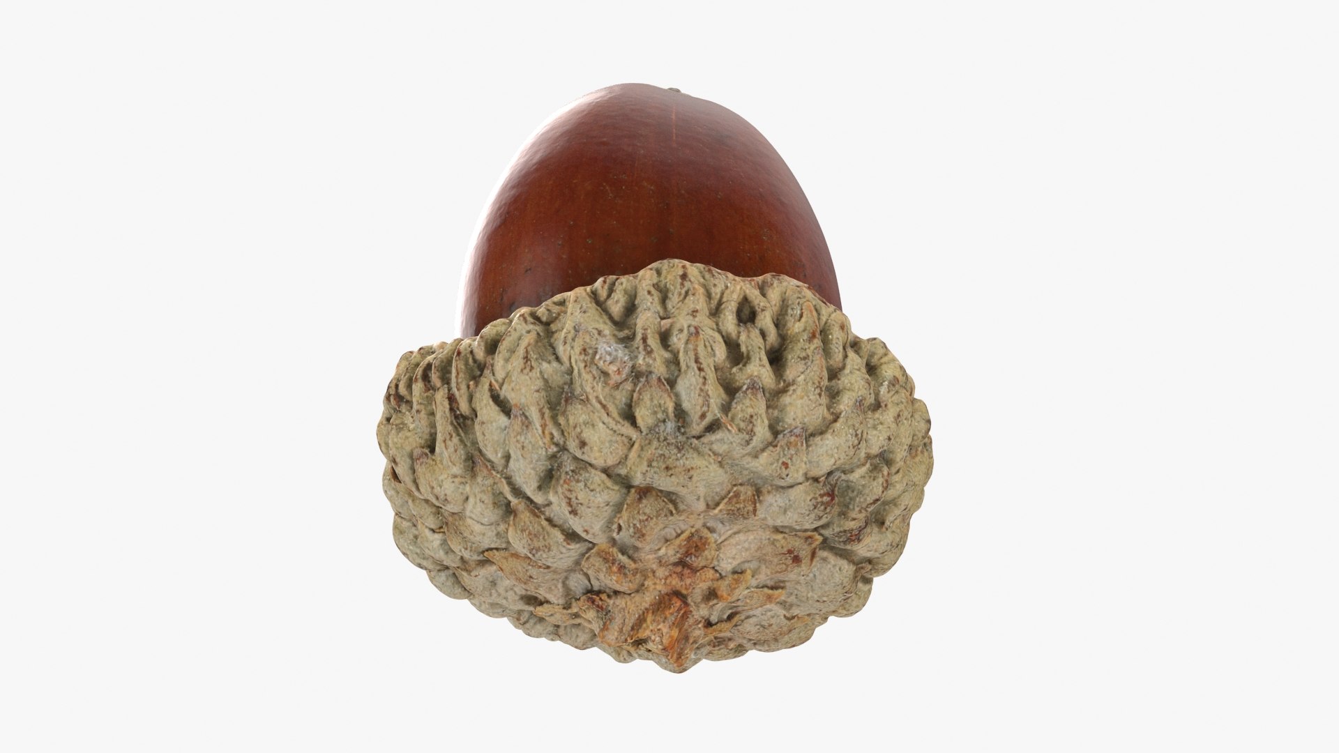 Acorn 03 3D Model - TurboSquid 2280844