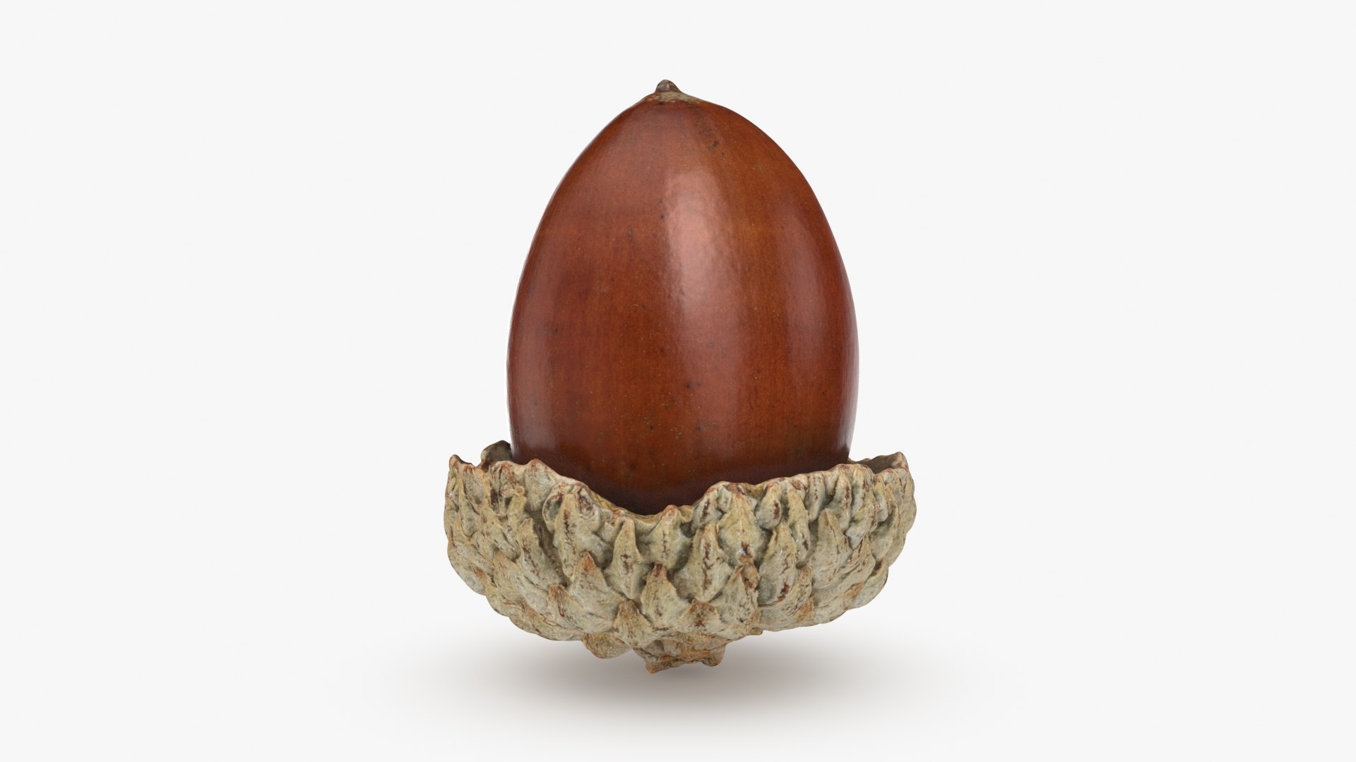 Acorn 03 3D Model - TurboSquid 2280844