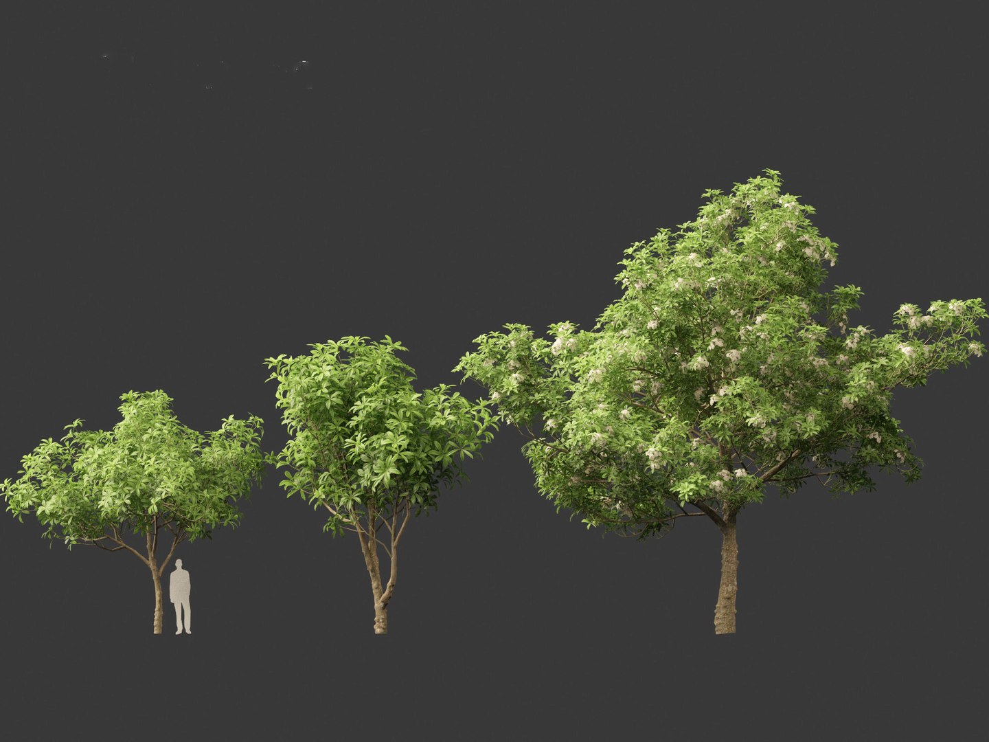 3D Alstonia Scholaris - Norfolk Island Pine Model - TurboSquid 2114601