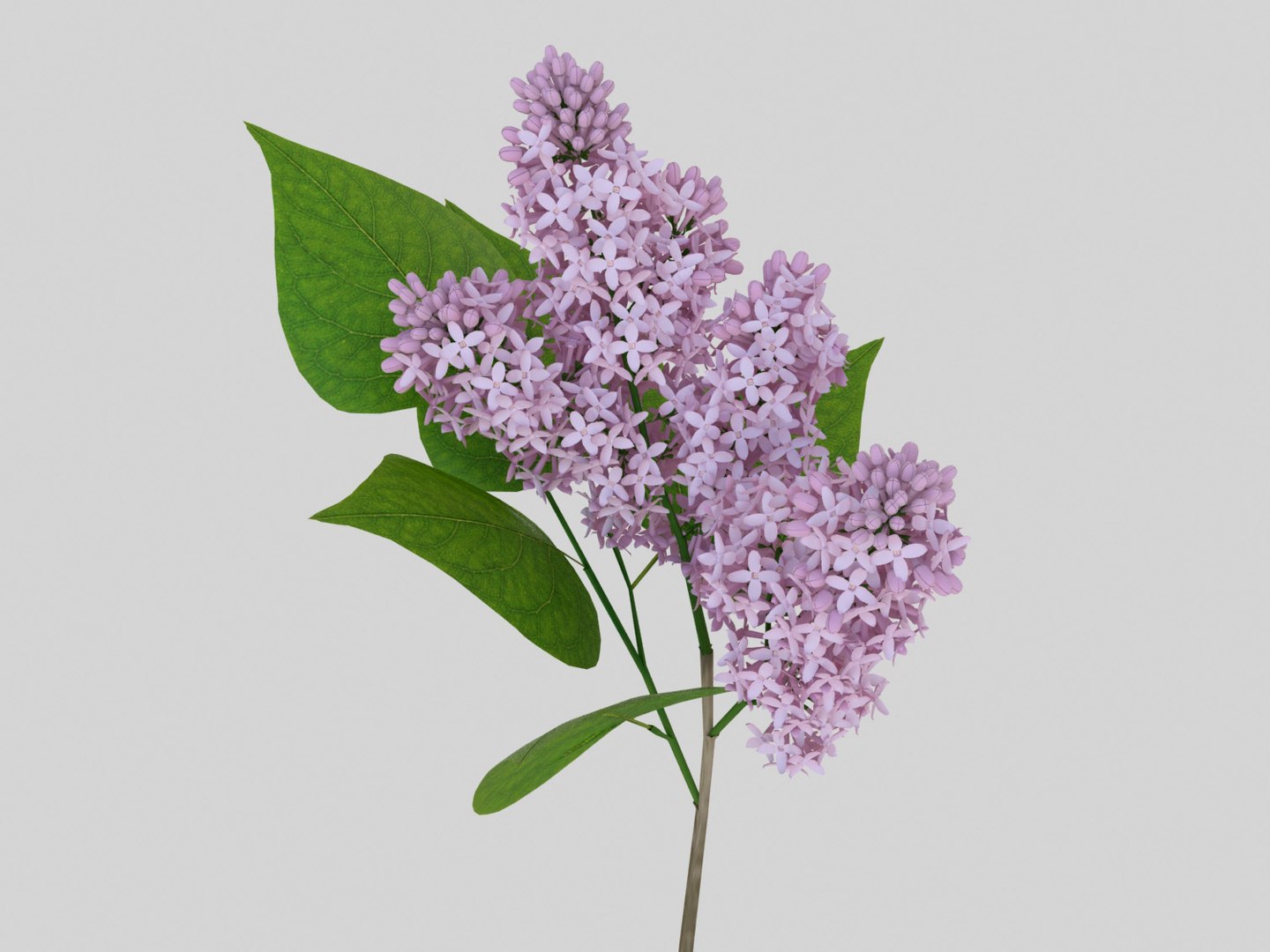 3d model branch pink lilac
