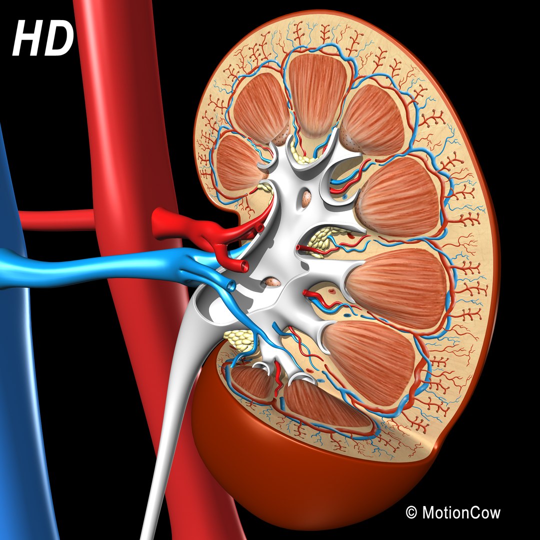3d Model Cross Sectional Human Kidney