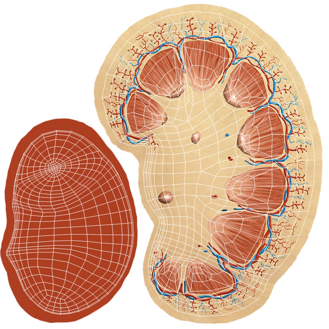 3d Model Cross Sectional Human Kidney