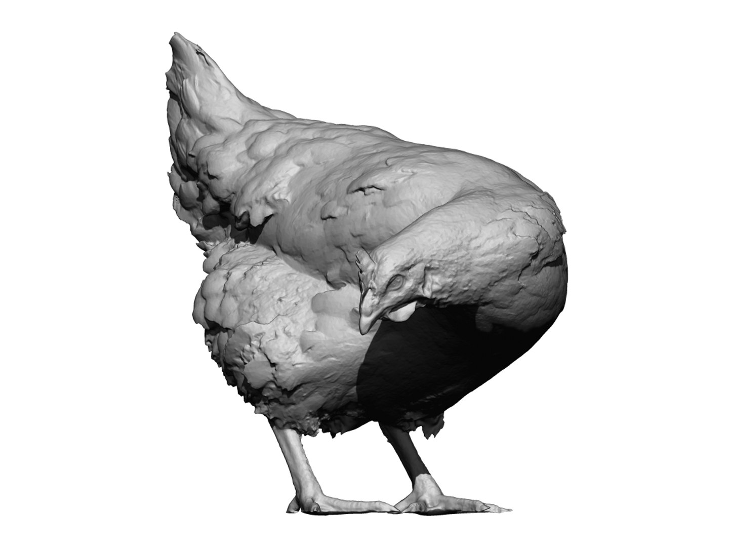 3D Model Real Chicken Scanned - TurboSquid 1387039