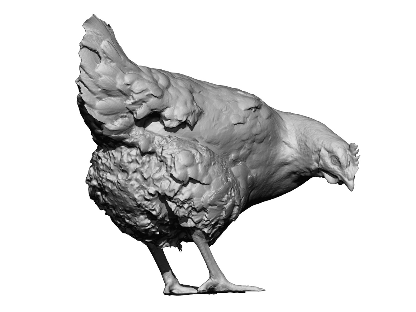3D Model Real Chicken Scanned - TurboSquid 1387039
