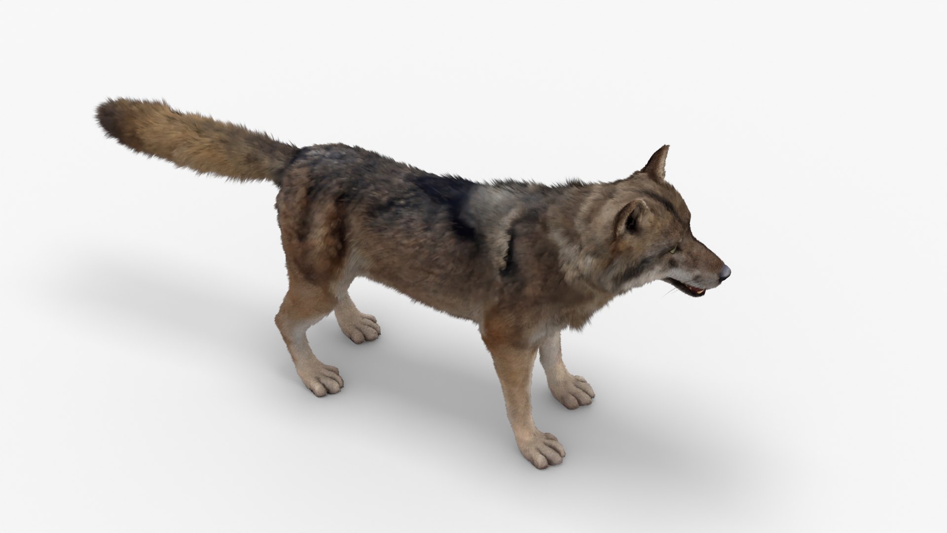3D Wolf Gray - TurboSquid 2351978