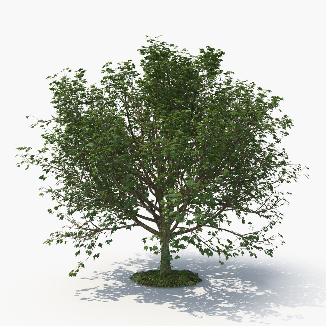 Realistic tree 3D - TurboSquid 1208906