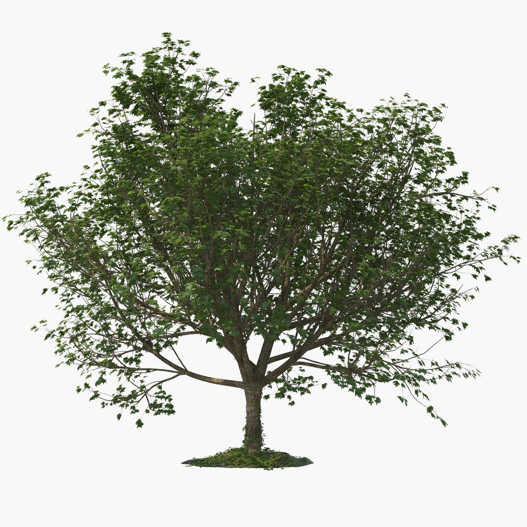 Realistic tree 3D - TurboSquid 1208906