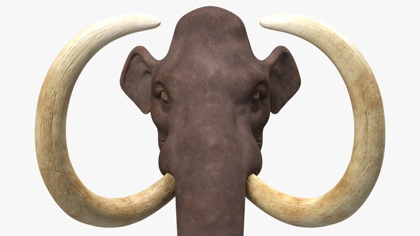 3D Mammoth Adult Head model - TurboSquid 1803330