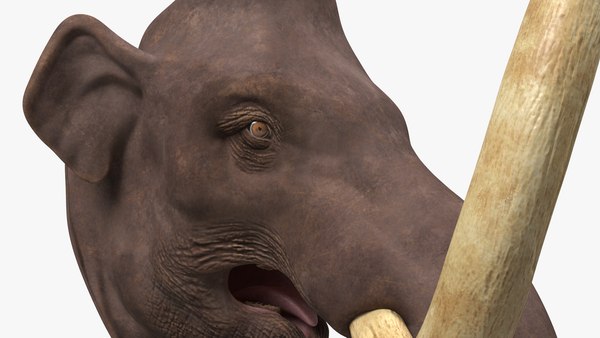 3D Mammoth Adult Head model - TurboSquid 1803330