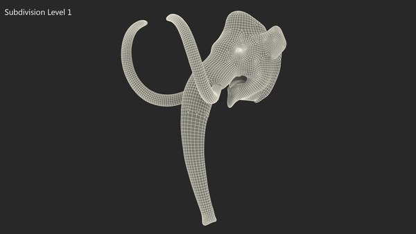 3D Mammoth Adult Head model - TurboSquid 1803330