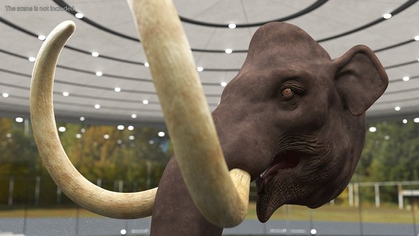3D Mammoth Adult Head model - TurboSquid 1803330