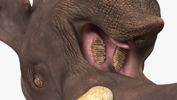 3D Mammoth Adult Head model - TurboSquid 1803330
