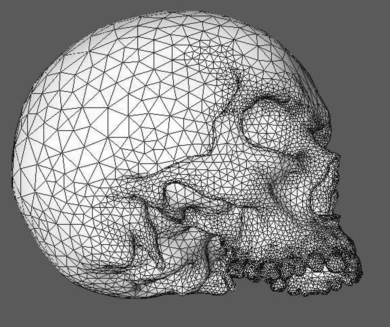 Jawless Skull 3d Model