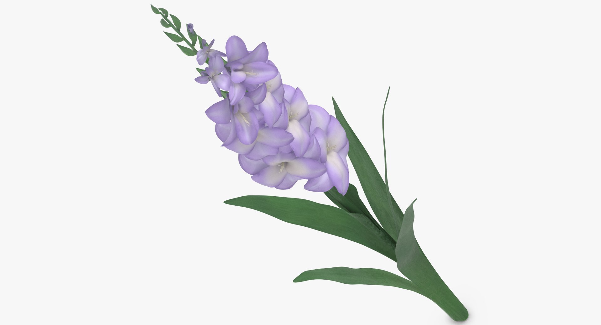 3D Violet - Model - TurboSquid 1392135