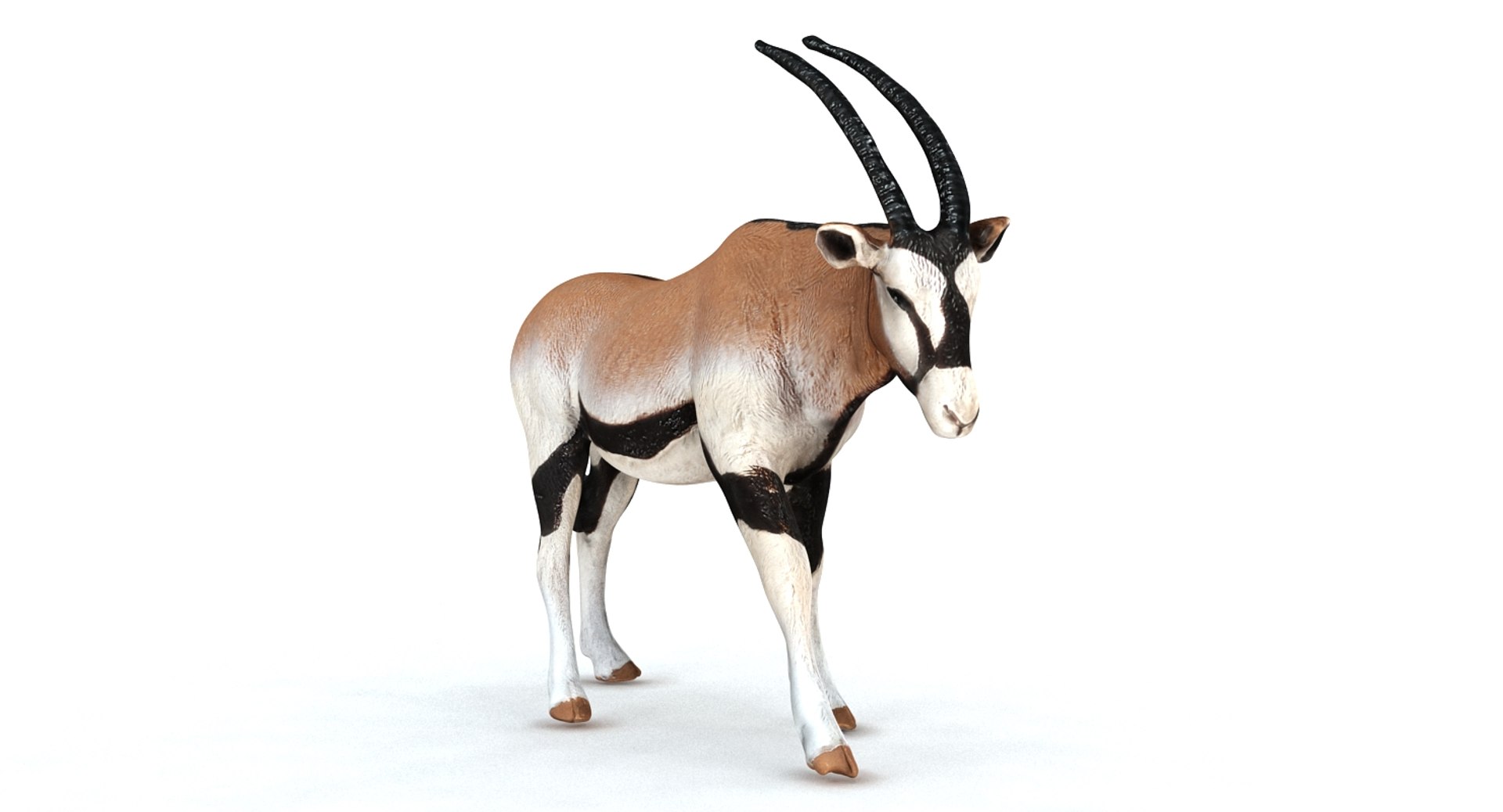 3d Model Of Oryx