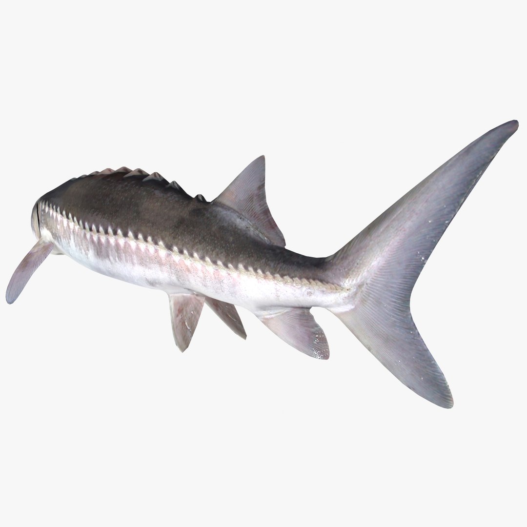3d Sturgeon Fish