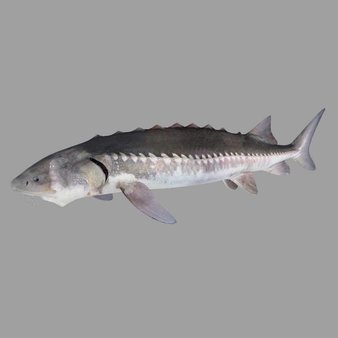3d Sturgeon Fish