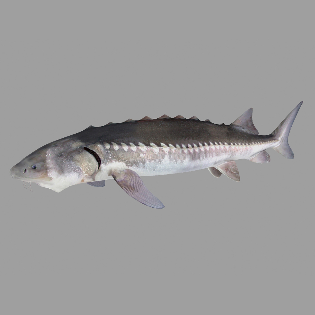 3d sturgeon fish