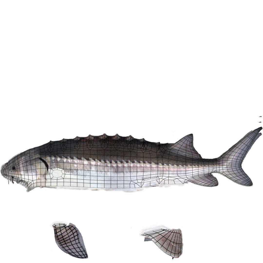 3d Sturgeon Fish