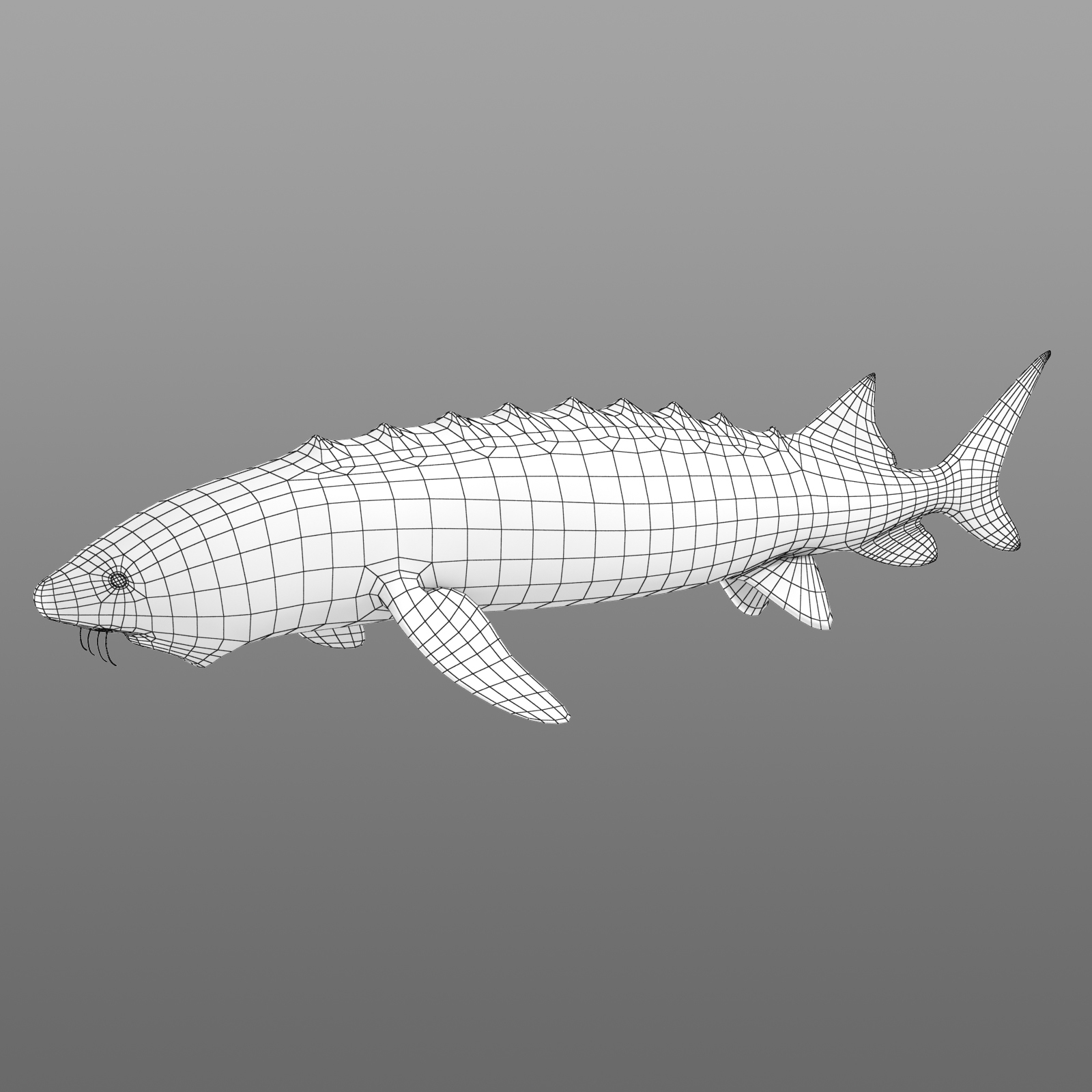 3d sturgeon fish