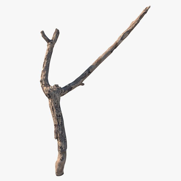 Twig 3D Models for Download | TurboSquid