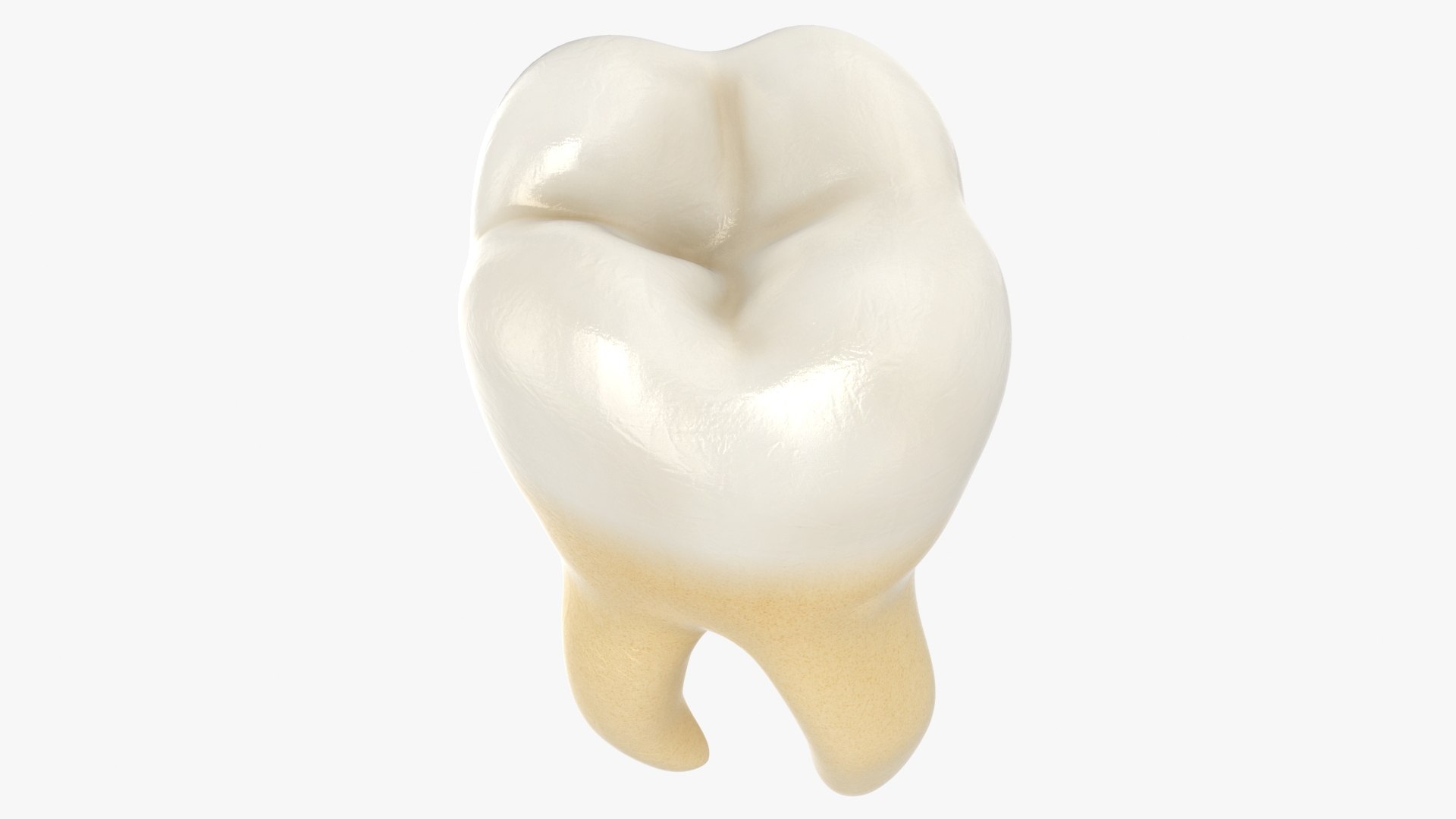 3D Realistic Molar - TurboSquid 1627535